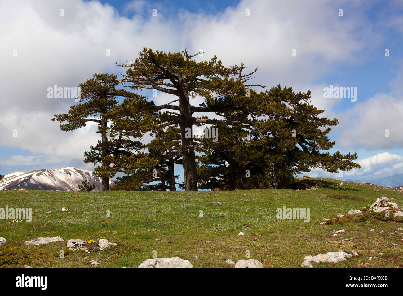 Pinus leucodermis, Bosnian Pine, Pollino National Park, Basilicata ...