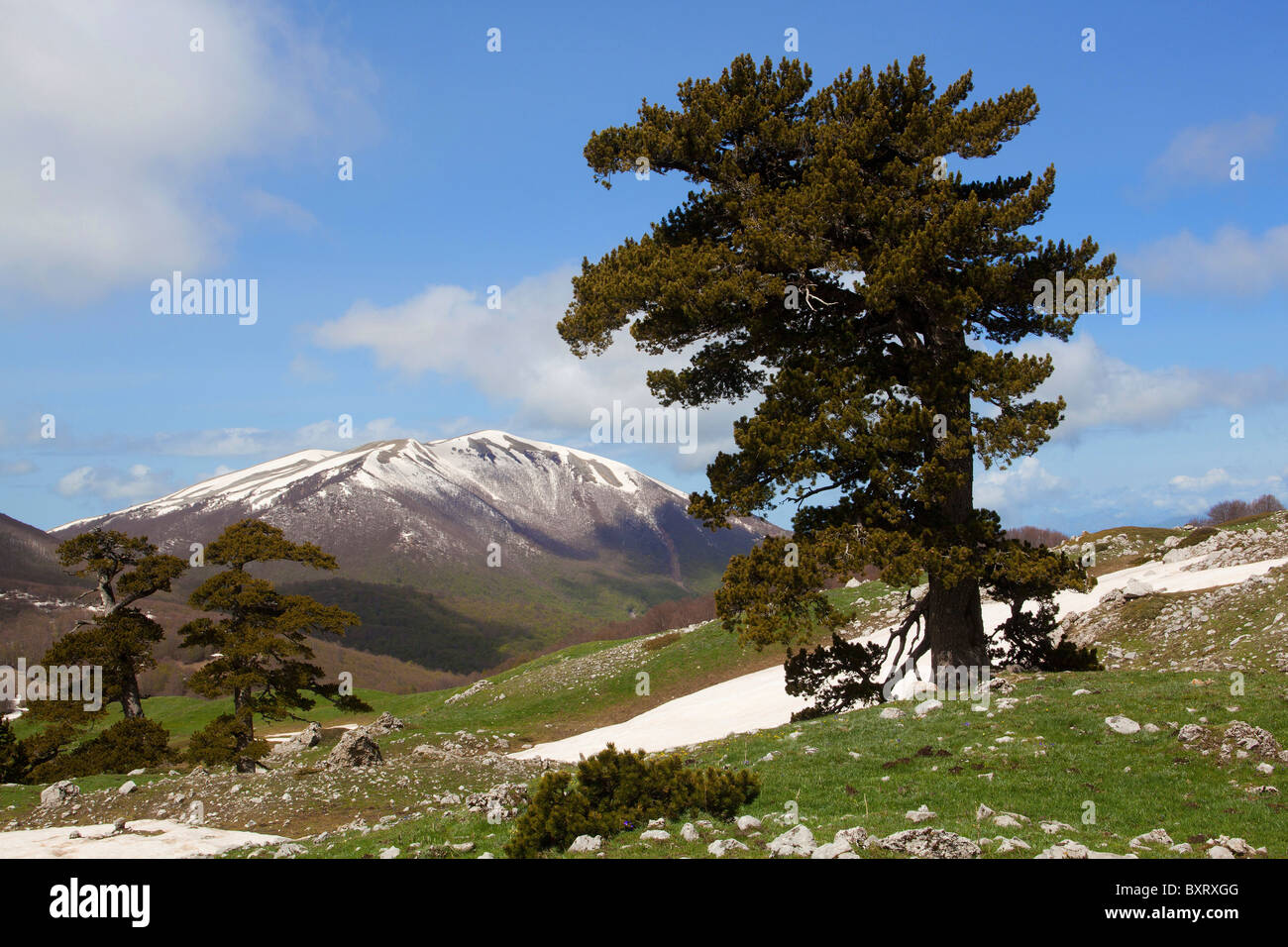Pinus leucodermis, Bosnian Pine, on the background the Serra del Prete ...