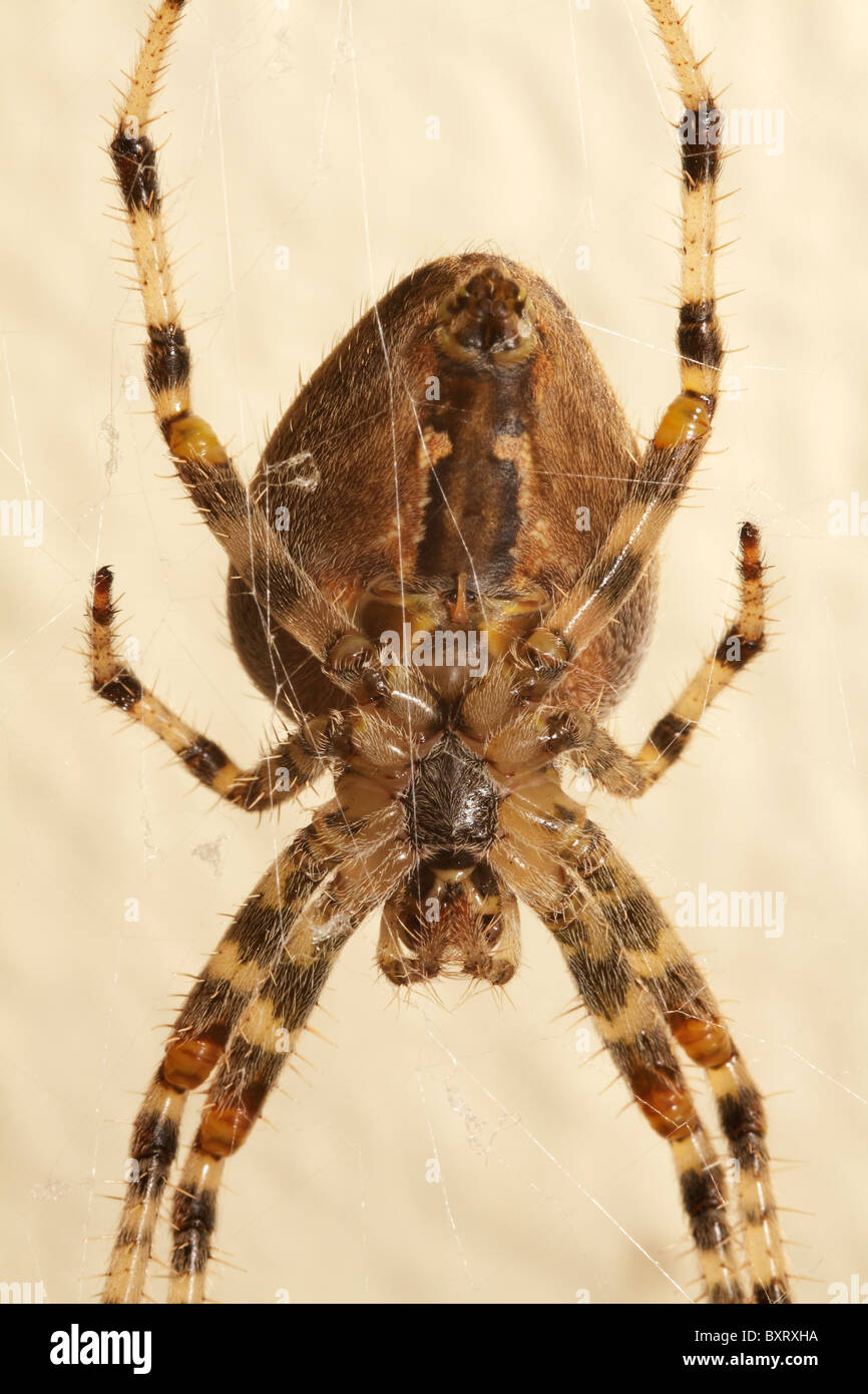 Underside of an orbweb spider Stock Photo - Alamy