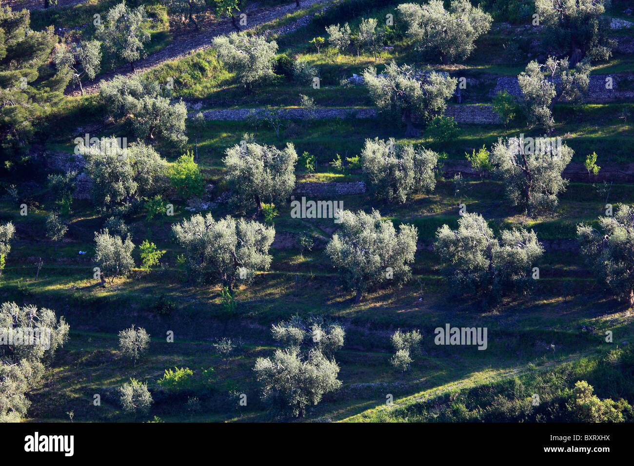 Olive grove, Gargano Promontory, Gargano National Park, Puglia, Italy ...