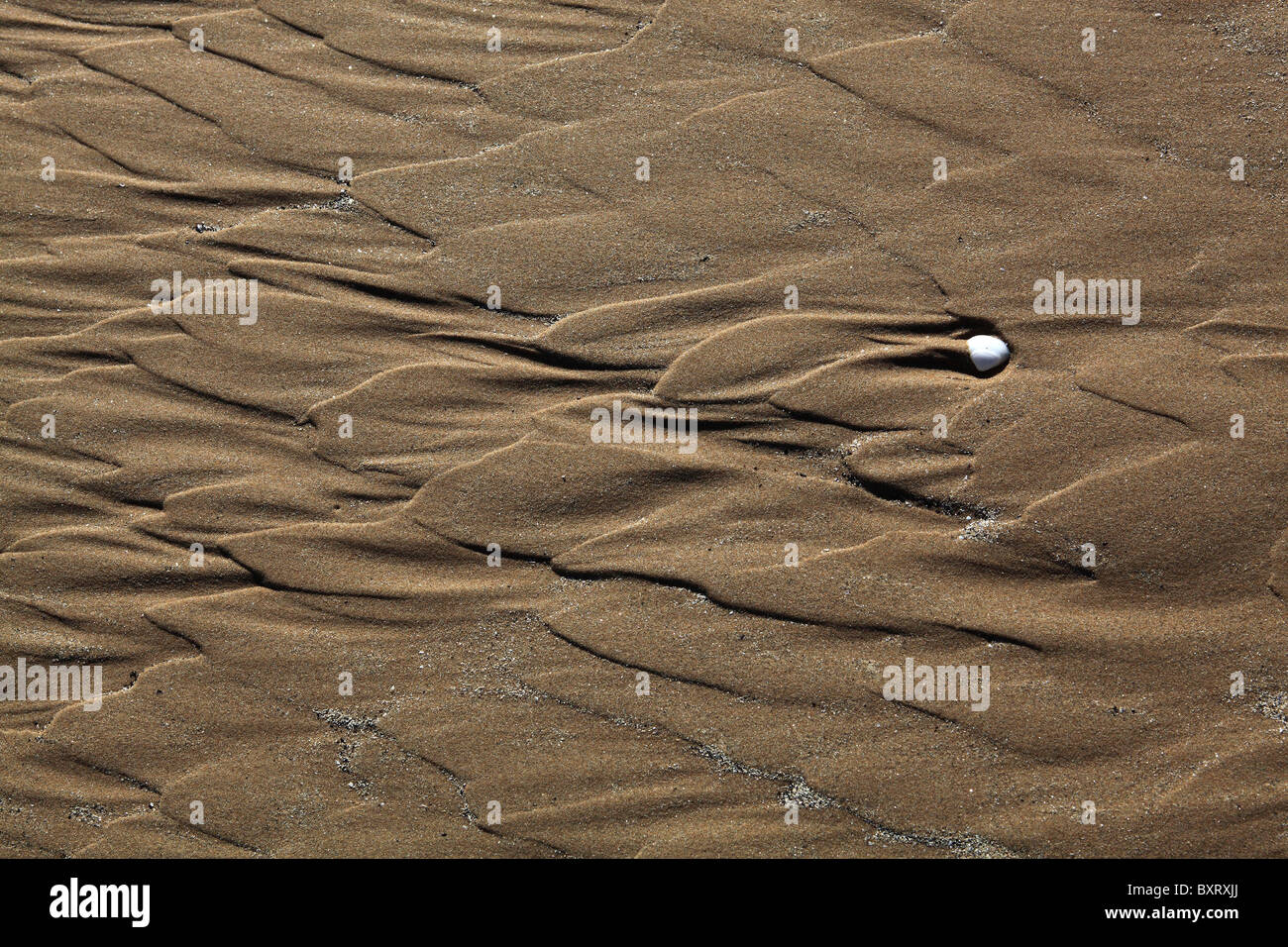 Shell on the sand Stock Photo - Alamy