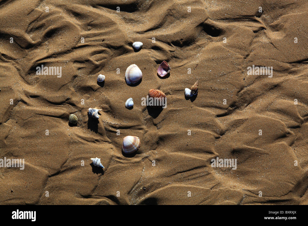 Shells on the sand Stock Photo - Alamy