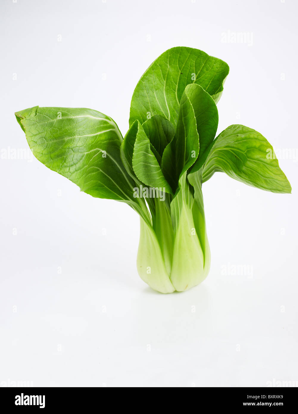 Bok choy white hi-res stock photography and images - Alamy