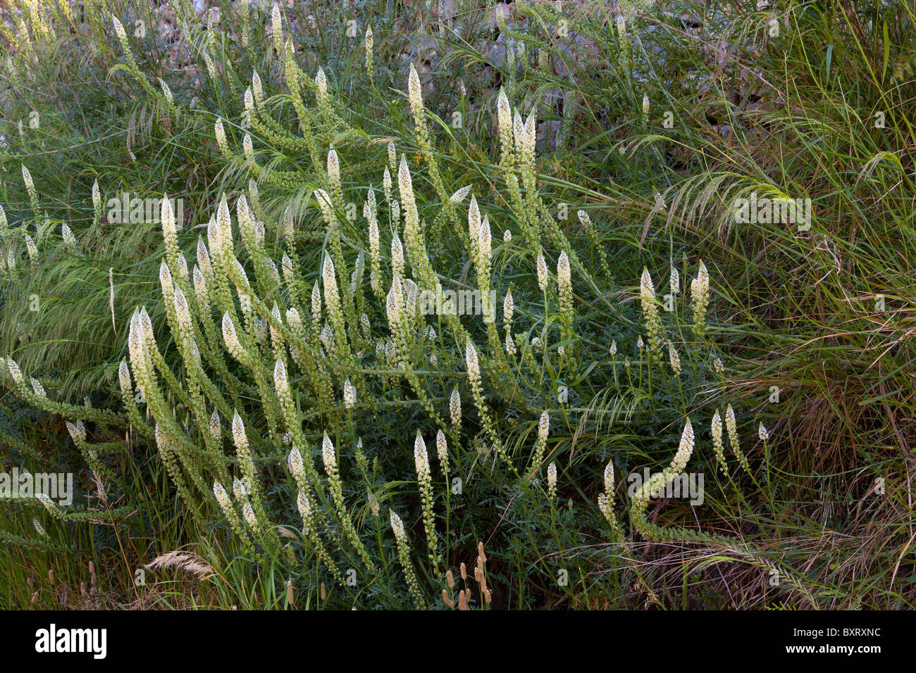Reseda alba, white upright mignonette Stock Photo - Alamy