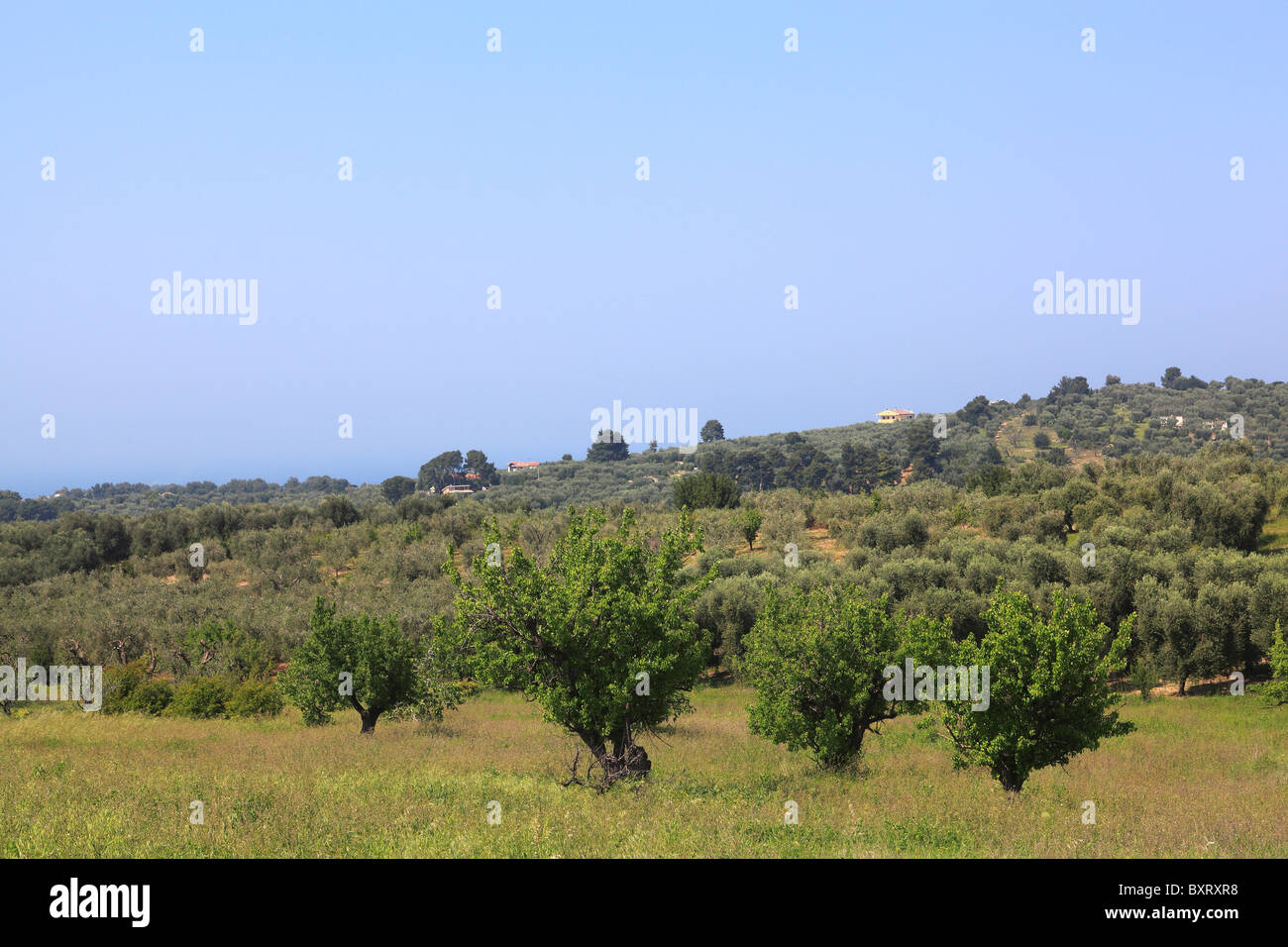 Olive grove near Vico del Gargano, Gargano Promontory, Gargano National ...