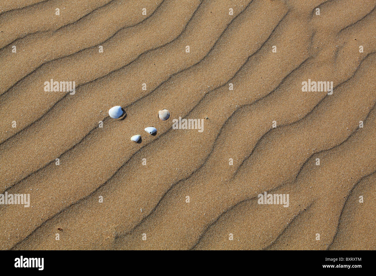 Shells on the sand Stock Photo - Alamy