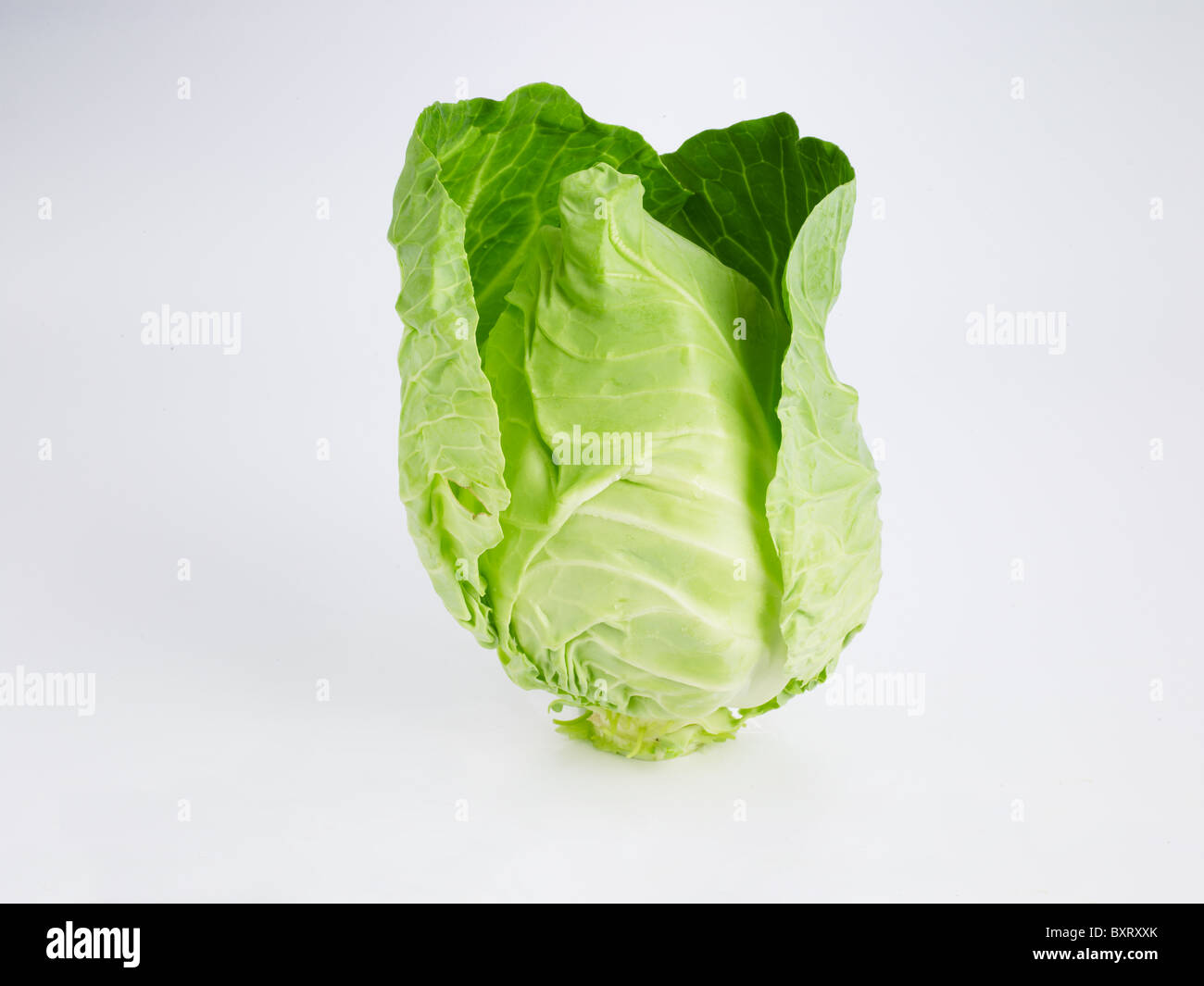Pointed Cabbage on white background Stock Photo - Alamy