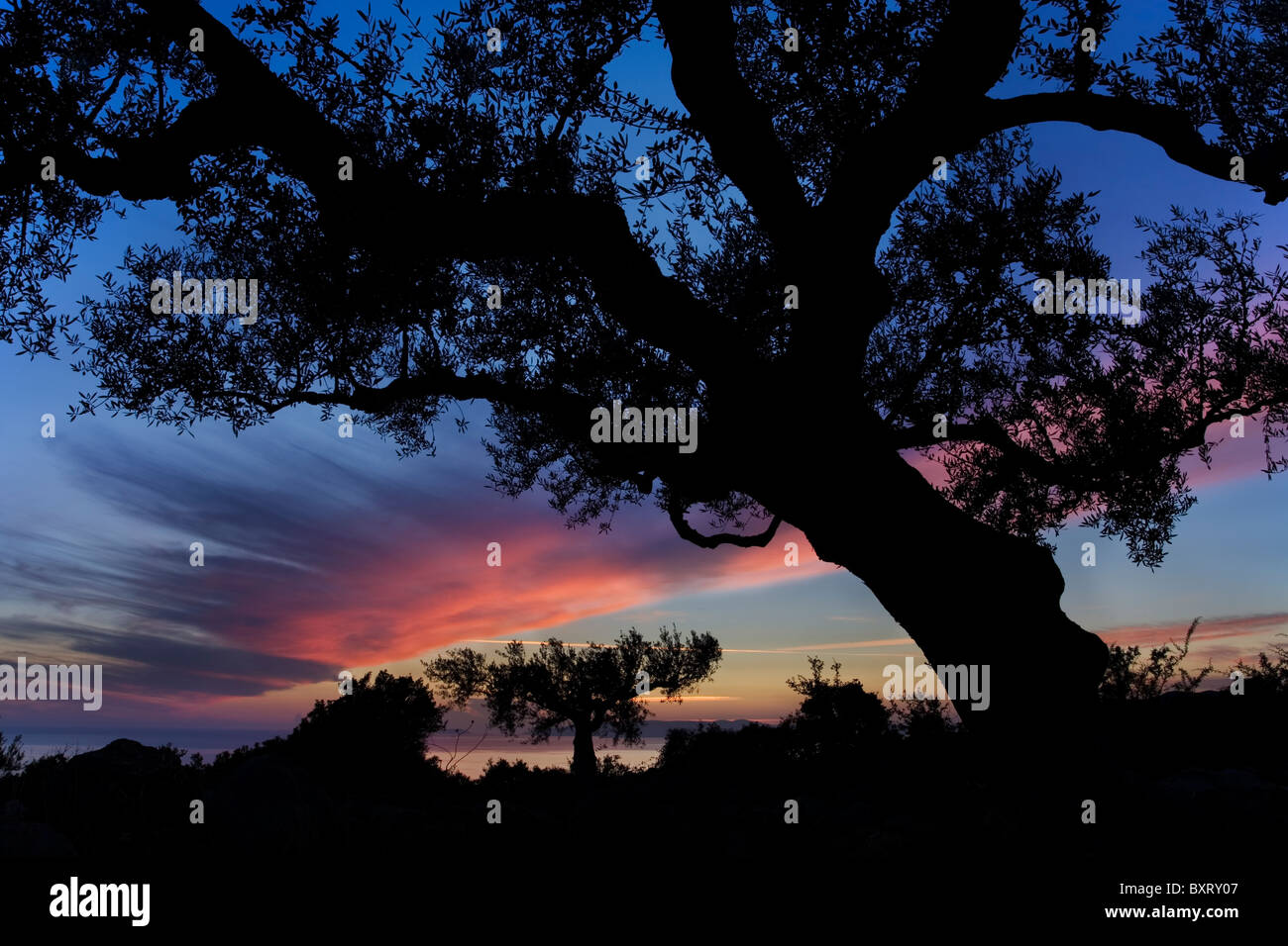 Olive Tree at dusk Stock Photo - Alamy