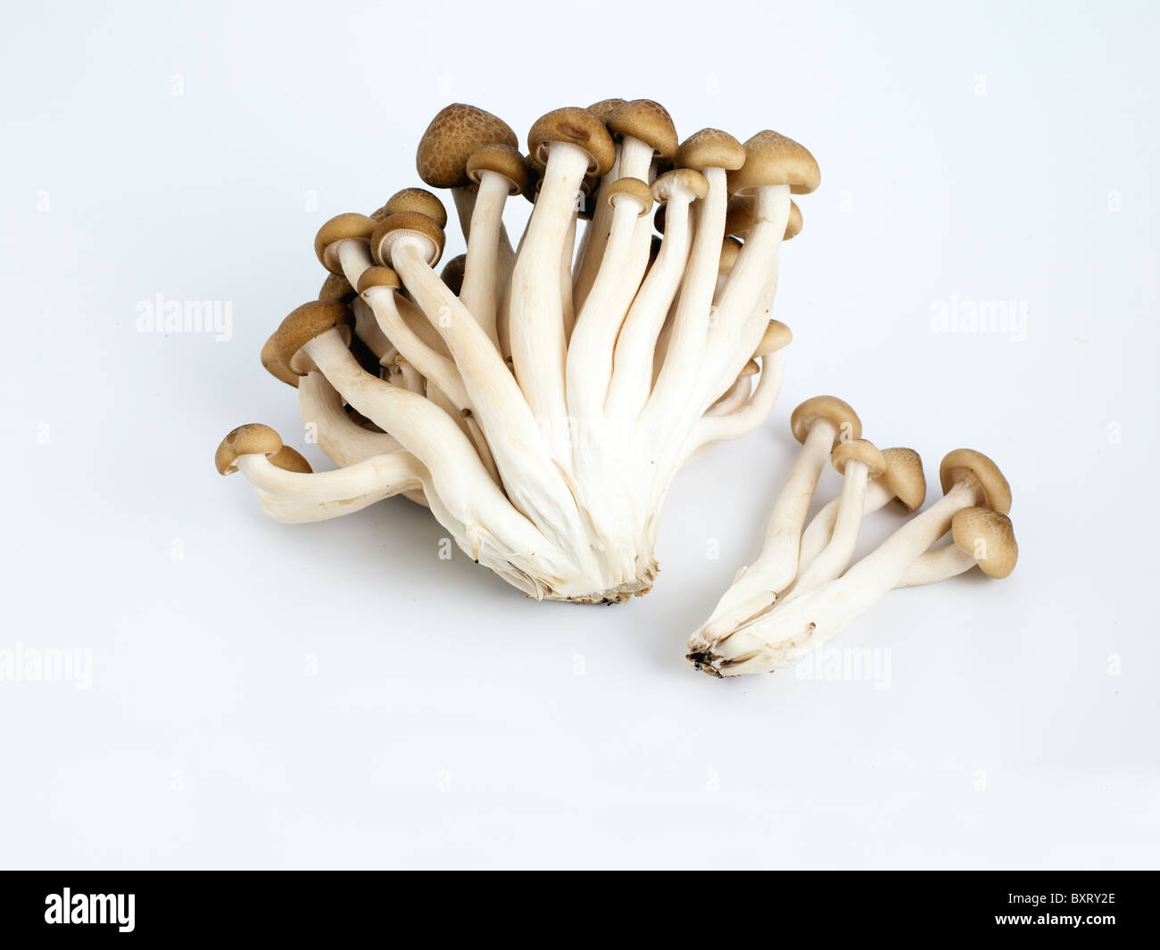 Shimiji mushrooms hi-res stock photography and images - Alamy