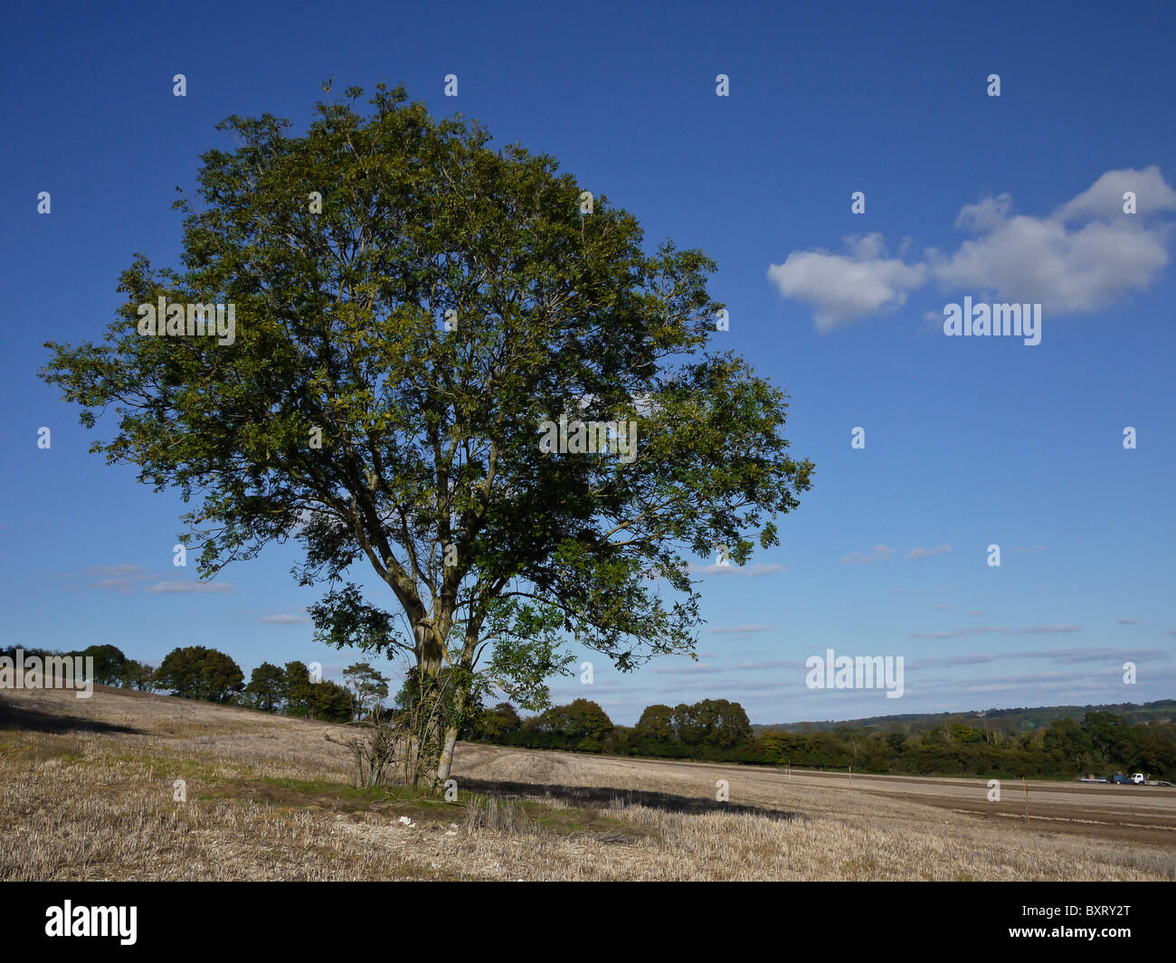 Lone Tree in a Farm Field against a blue sky, Hampshire, UK Stock Photo ...