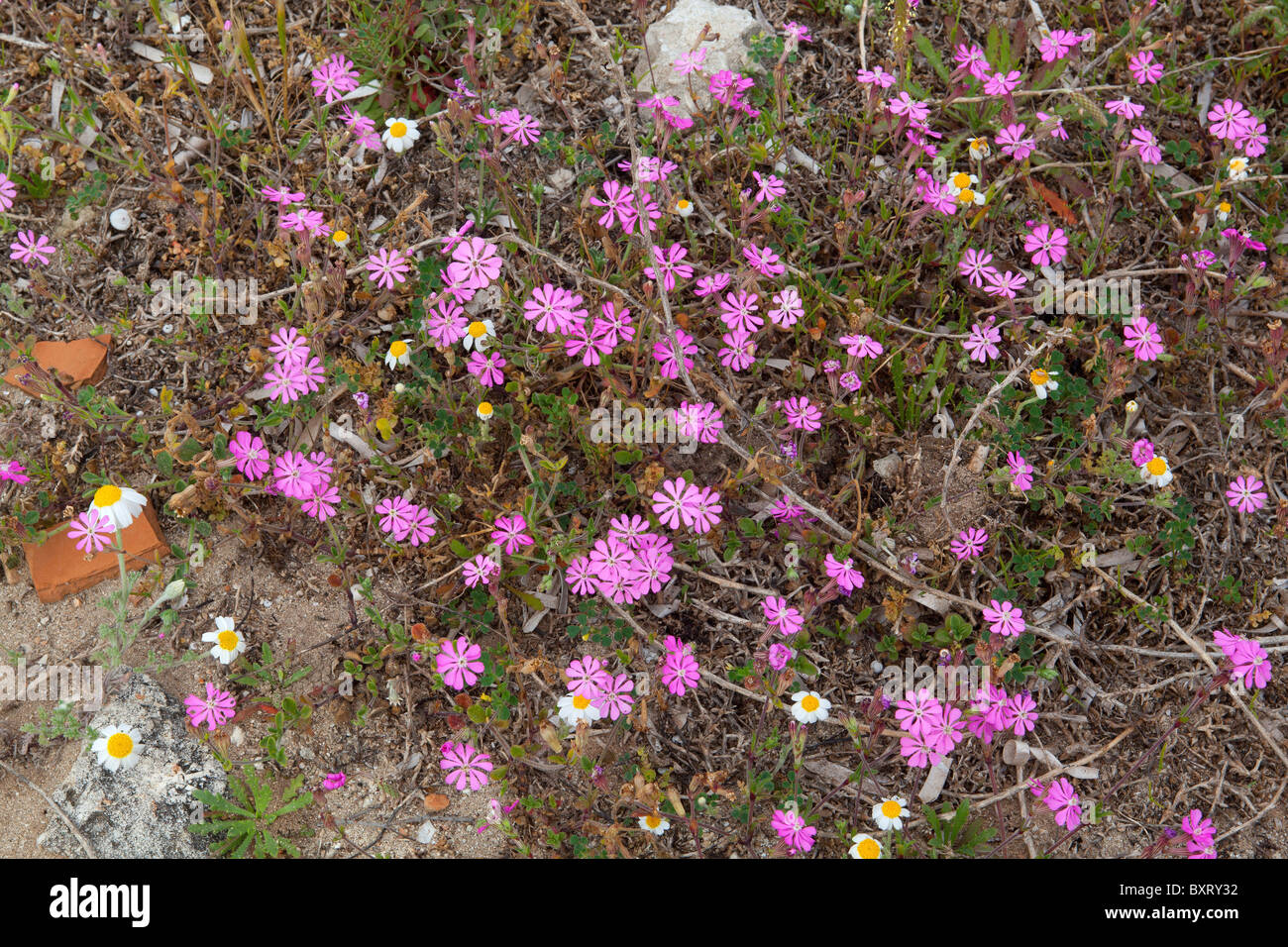 Silene colorata, Mediterranean catchfly Stock Photo - Alamy