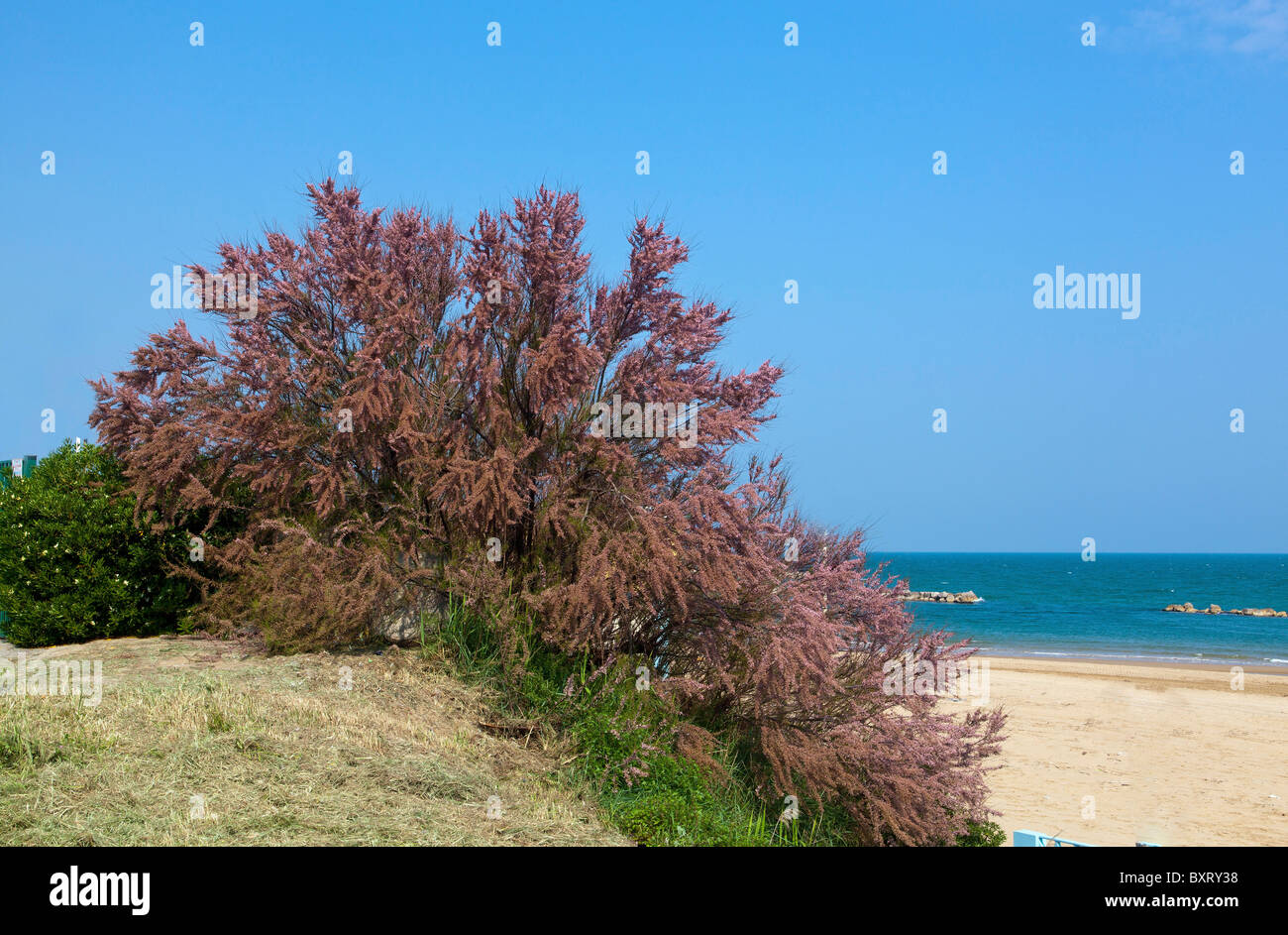 Tamarix parviflora, smallflower tamarisk Stock Photo - Alamy