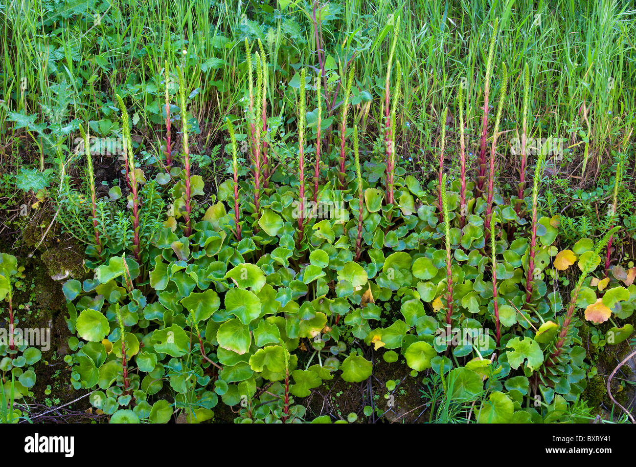 Umbilicus hi-res stock photography and images - Alamy