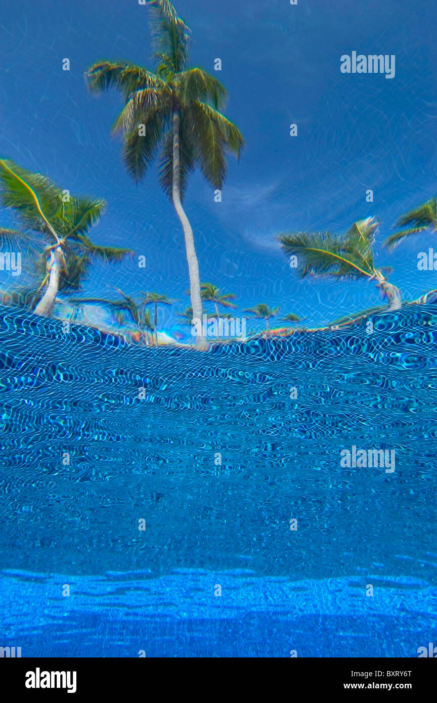 Looking Up At Palm Trees From Underwater In Swimming Pool Stock Photo ...