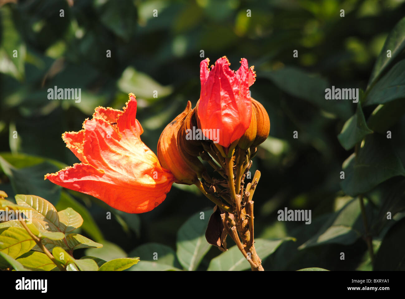 African tulip tree flower hi-res stock photography and images - Alamy