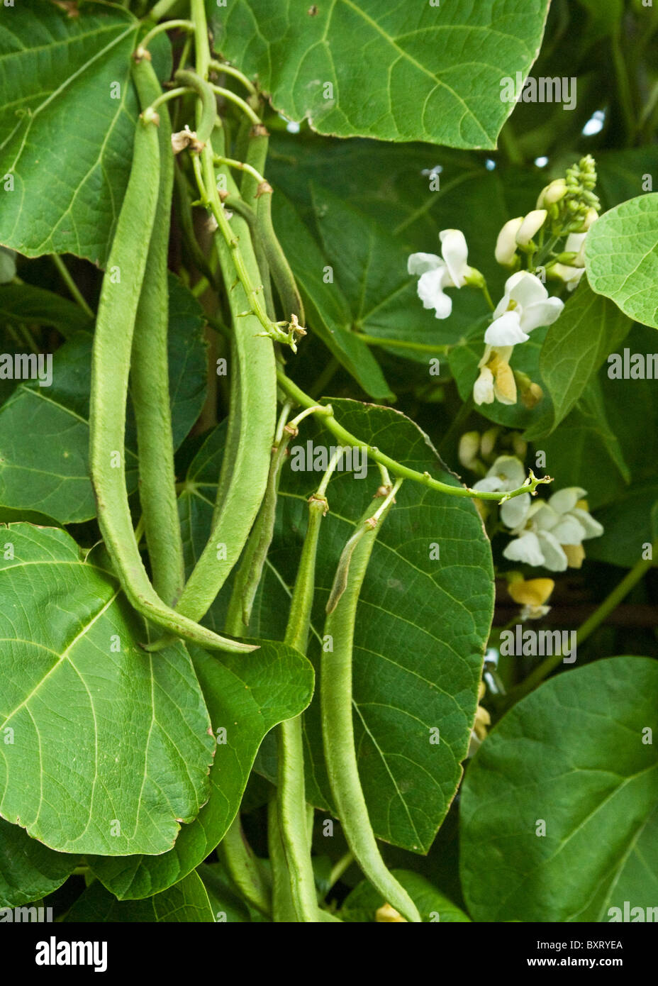 Runner beans leaves hi-res stock photography and images - Alamy