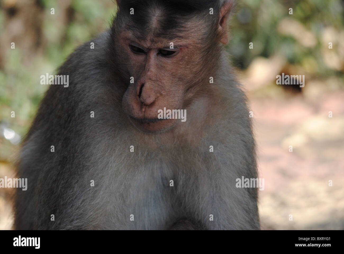 bonnet macaque monkey Stock Photo - Alamy