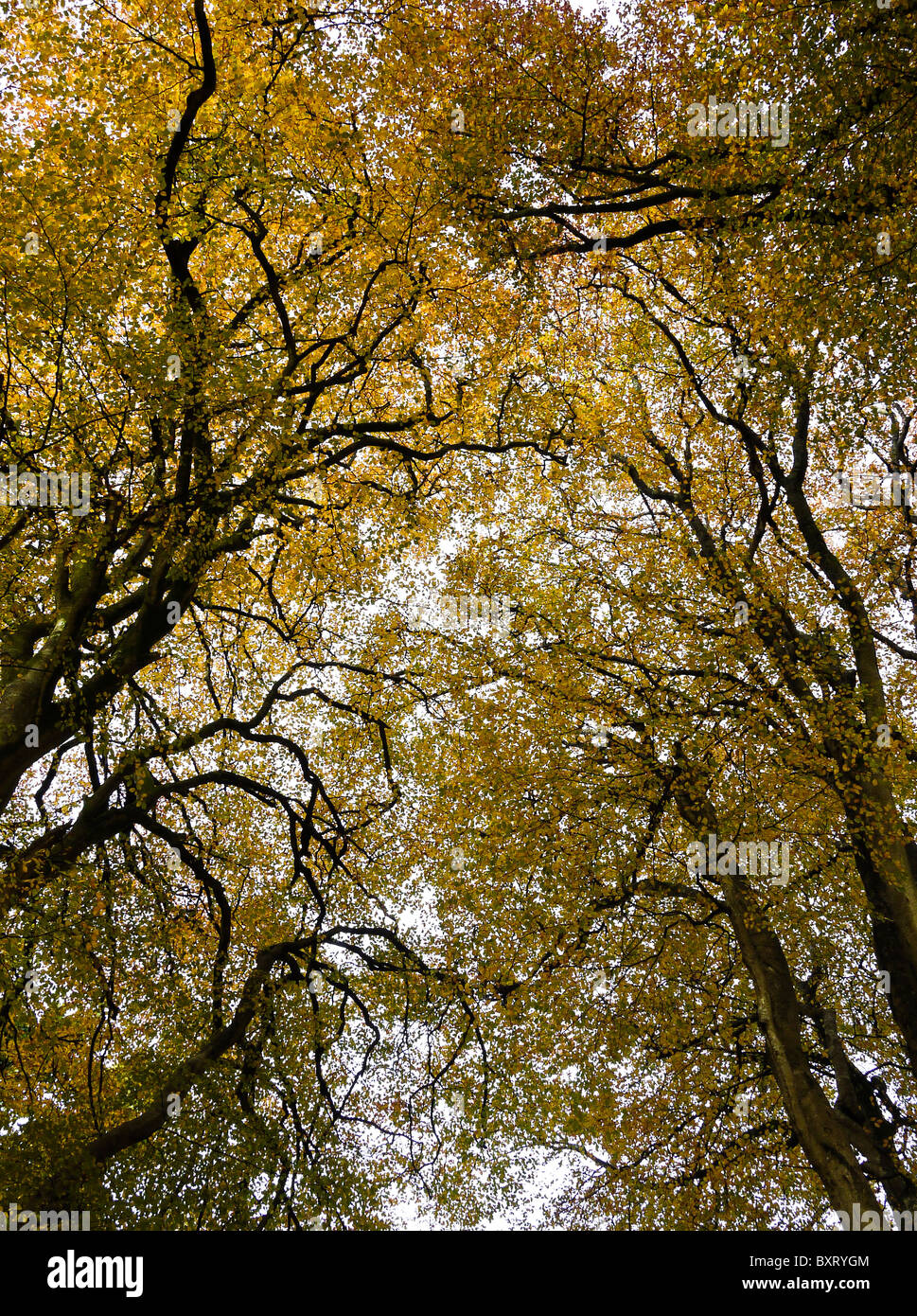 Autumn tree canopy hi-res stock photography and images - Alamy