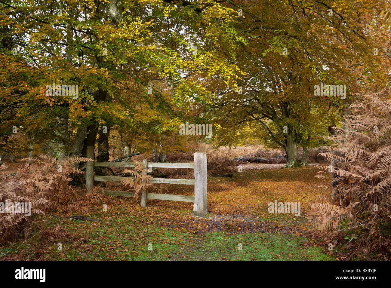 New forest gate new forest hi-res stock photography and images - Alamy