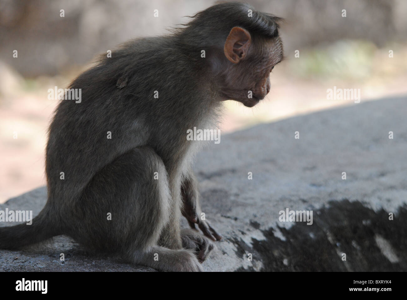 Animal behaviors hi-res stock photography and images - Alamy
