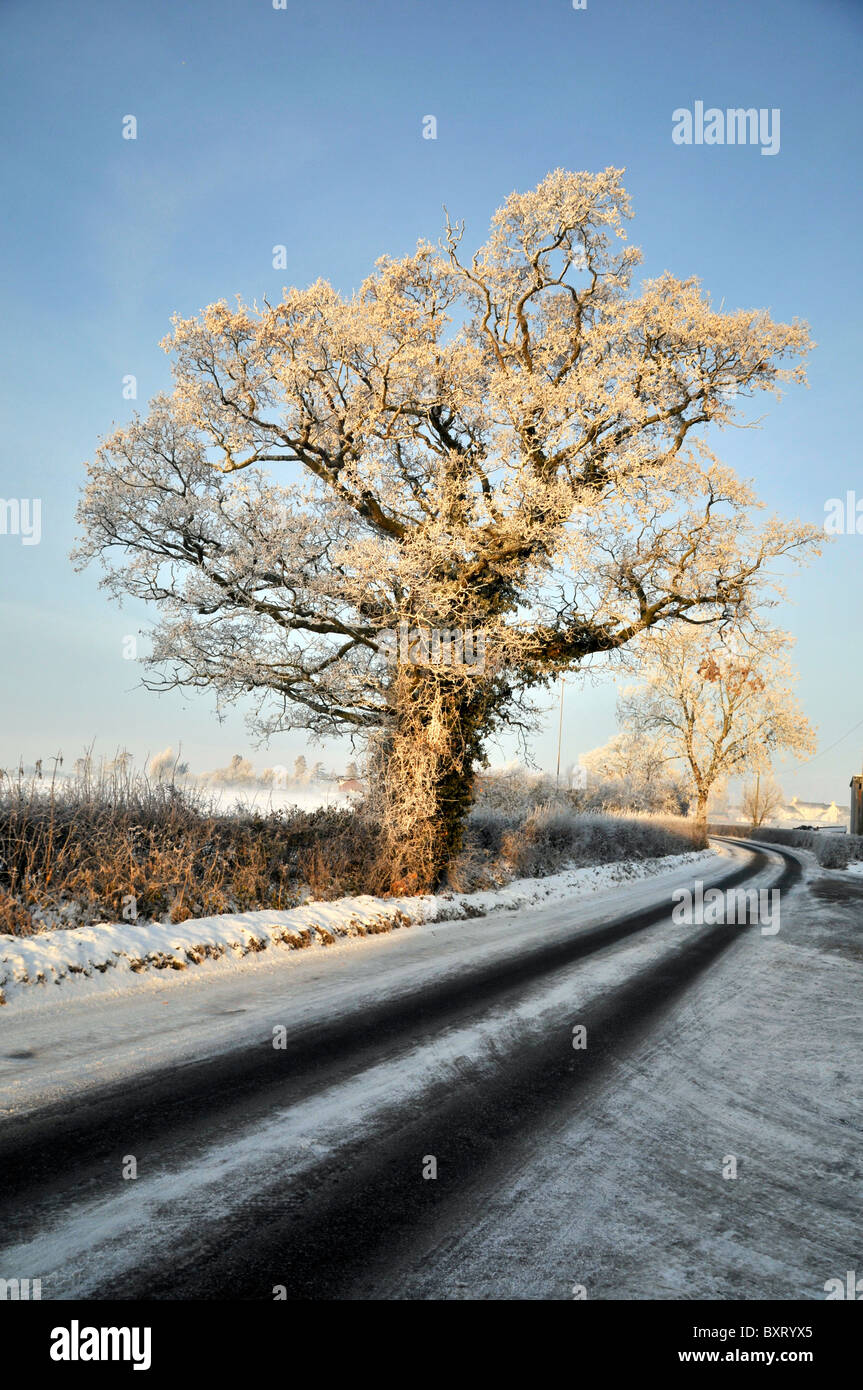 Whitminster Gloucestershire UK Oak Tree Meadow Winter Snow Hore Hoar ...