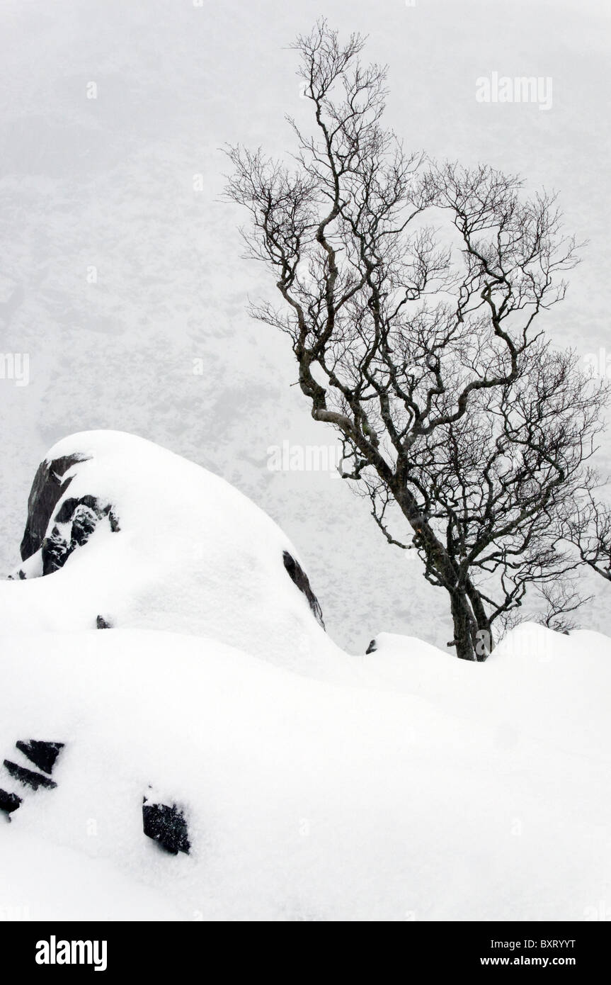 Rowan Tree Winter Stock Photos & Rowan Tree Winter Stock Images - Alamy