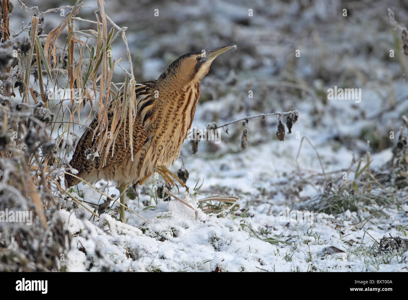 Bittern (Botaurus stellaris Stock Photo - Alamy