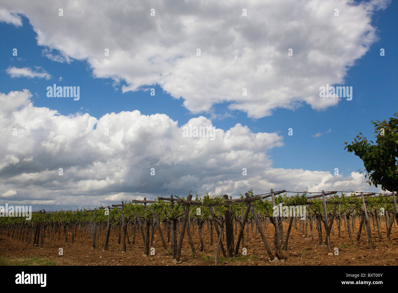 Basilicata vineyard hi-res stock photography and images - Alamy