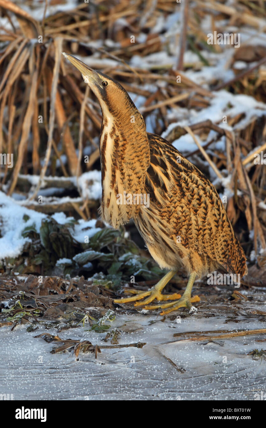 Bittern (Botaurus stellaris Stock Photo - Alamy