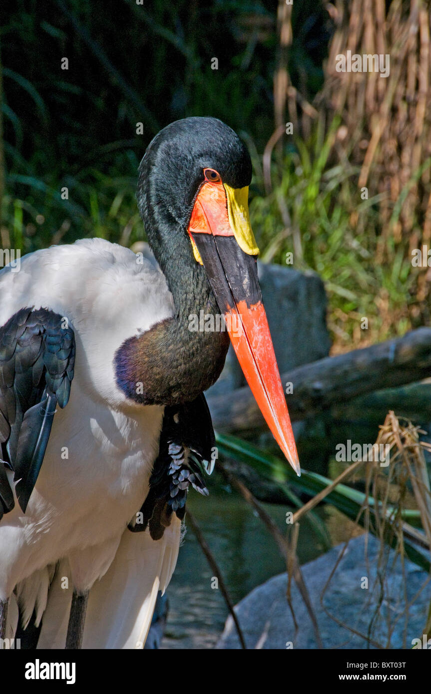Stork portraits hi-res stock photography and images - Alamy