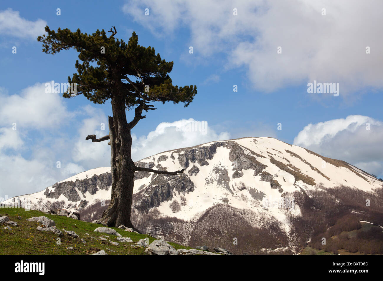 Bosnian Pine, Pinus leucodermis, Monte Pollino, Pollino National Park ...