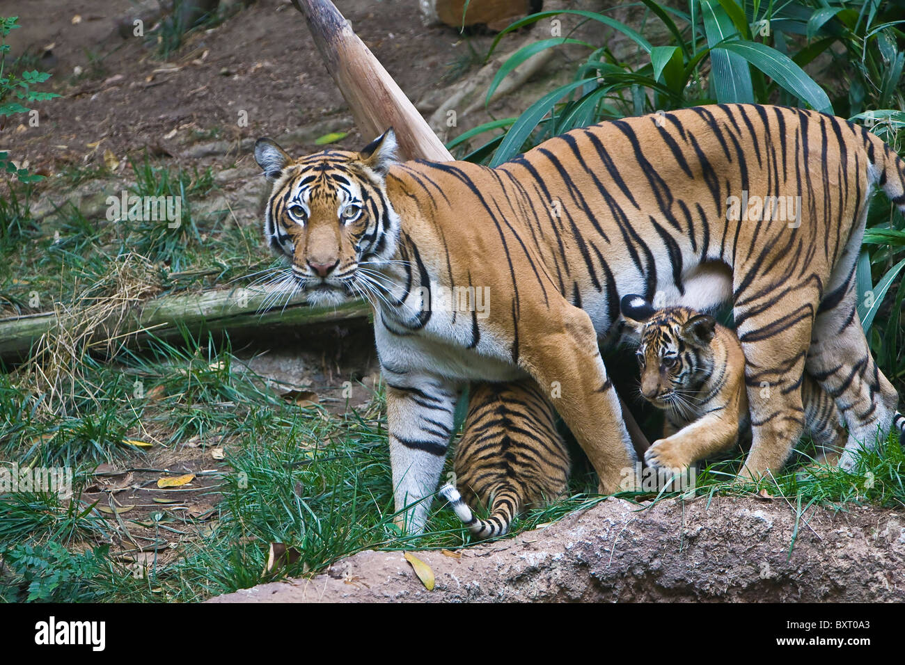 Malayan female tiger and cubs in grass Stock Photo - Alamy