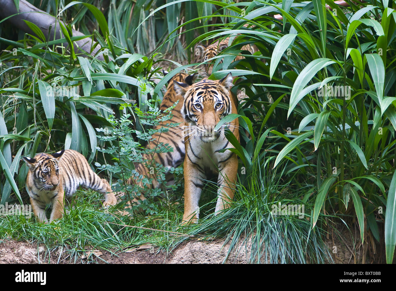 Malayan tiger grass hi-res stock photography and images - Alamy