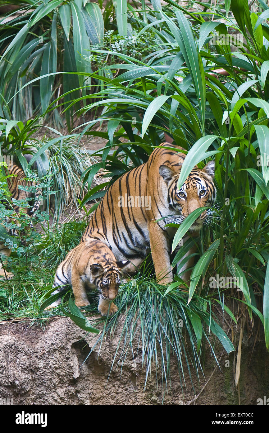 Malayan female tiger in grass Stock Photo - Alamy