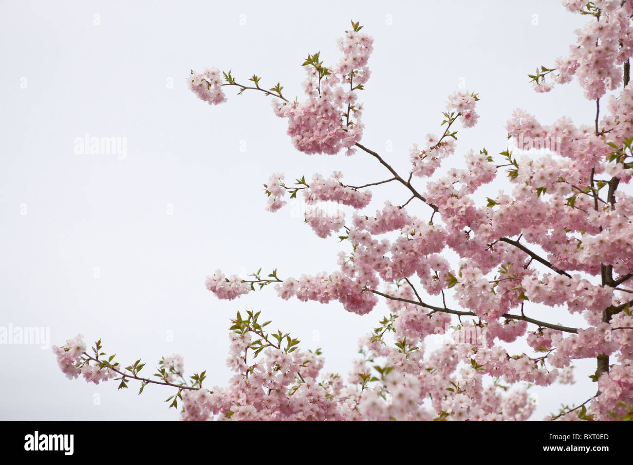Branches of pink cherry blossom Stock Photo - Alamy