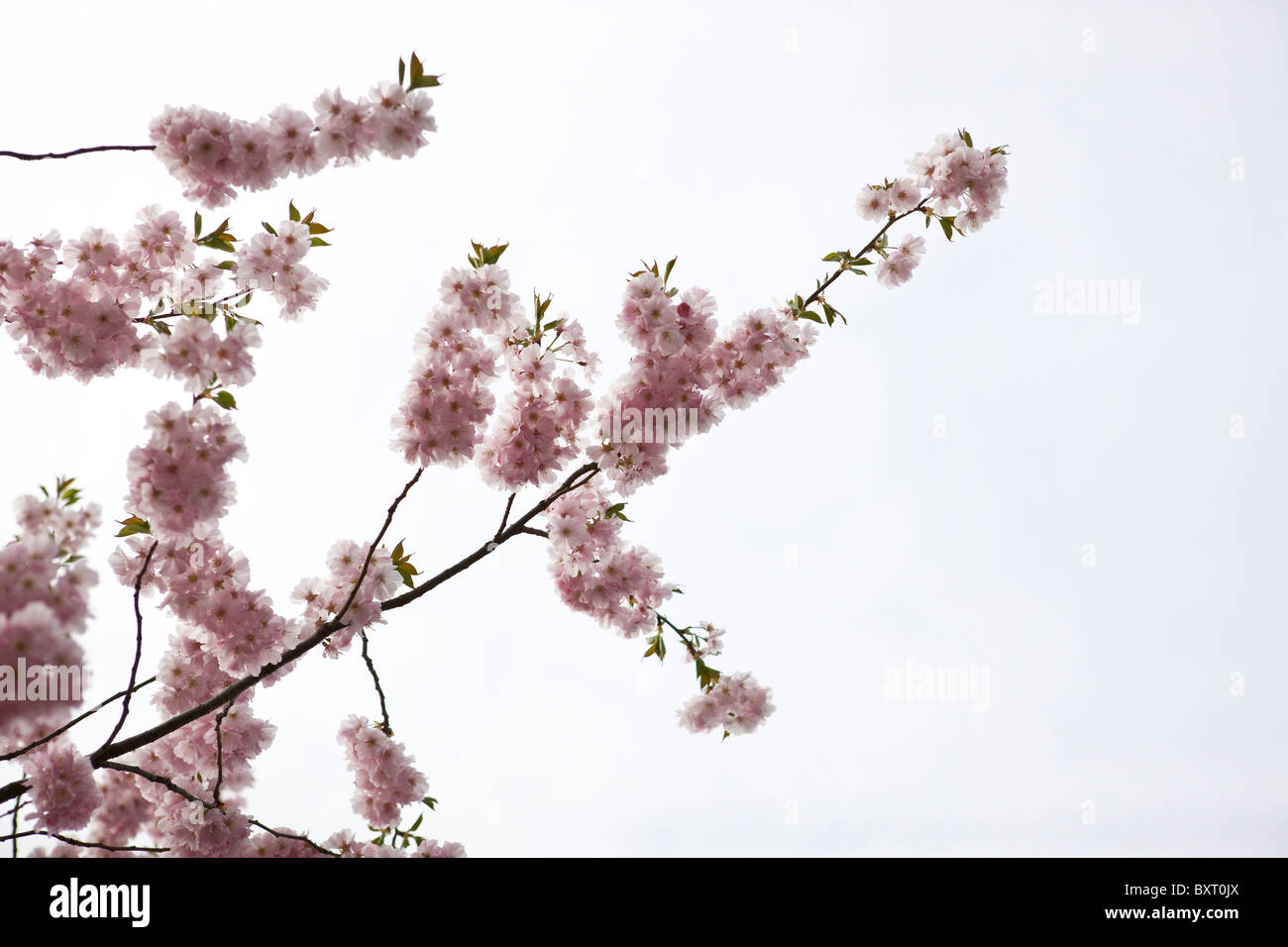 Branches of pink cherry blossom Stock Photo - Alamy