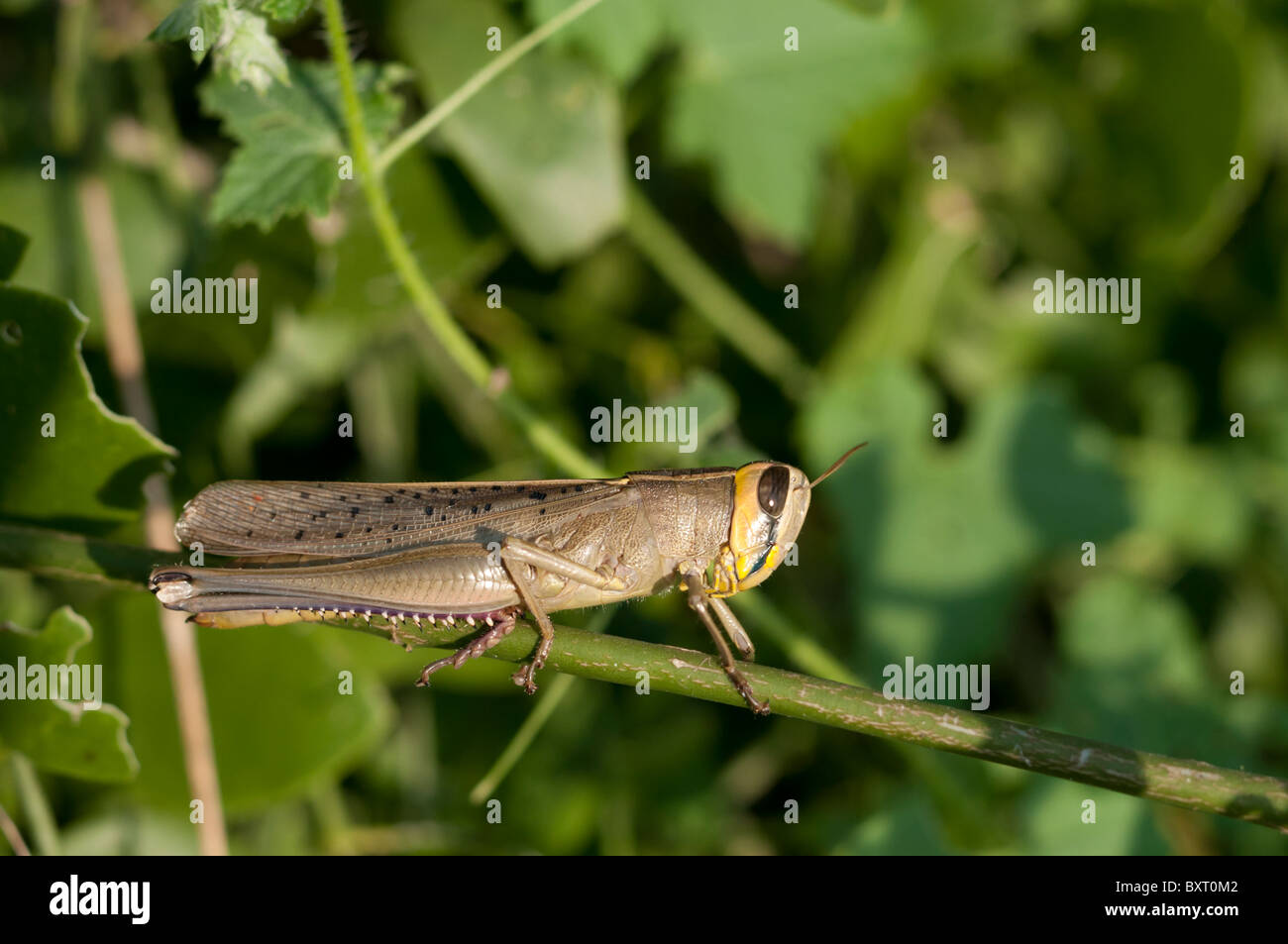 Indian Grasshopper High Resolution Stock Photography and Images - Alamy