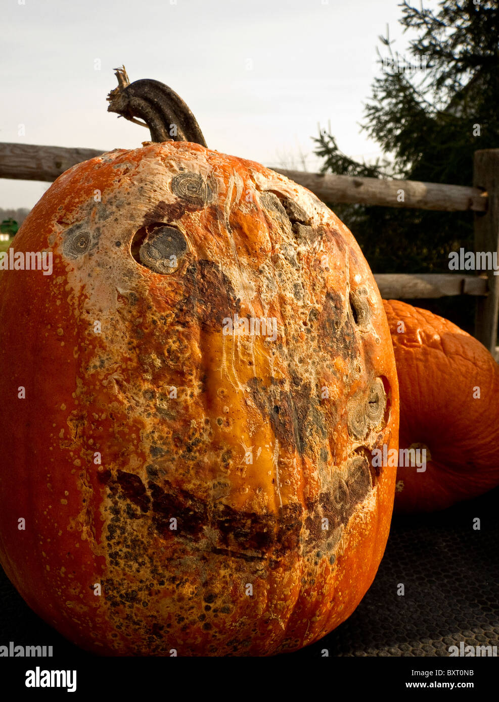 old pumpkin at country farm stand Stock Photo - Alamy