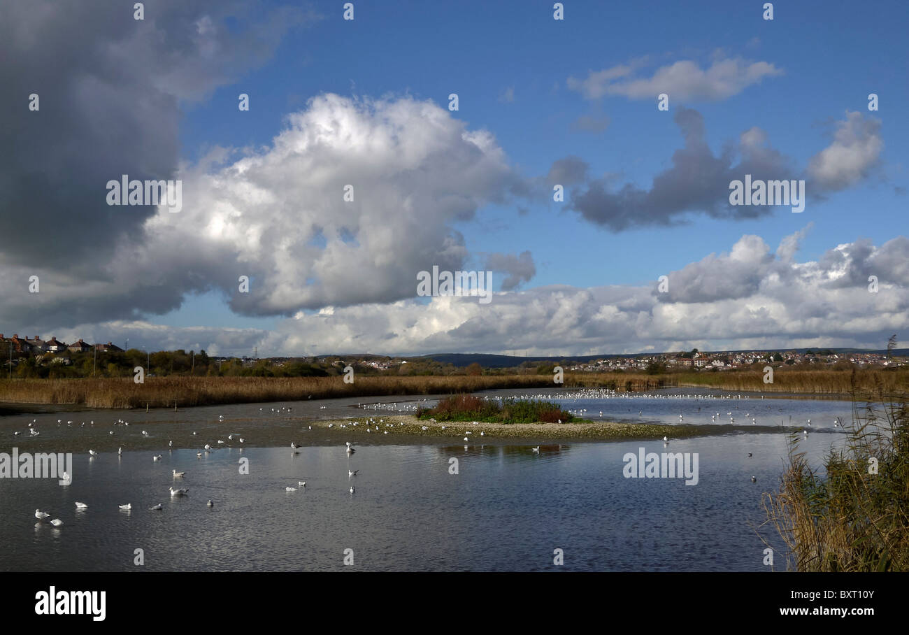 Radipole rspb reserve hi-res stock photography and images - Alamy