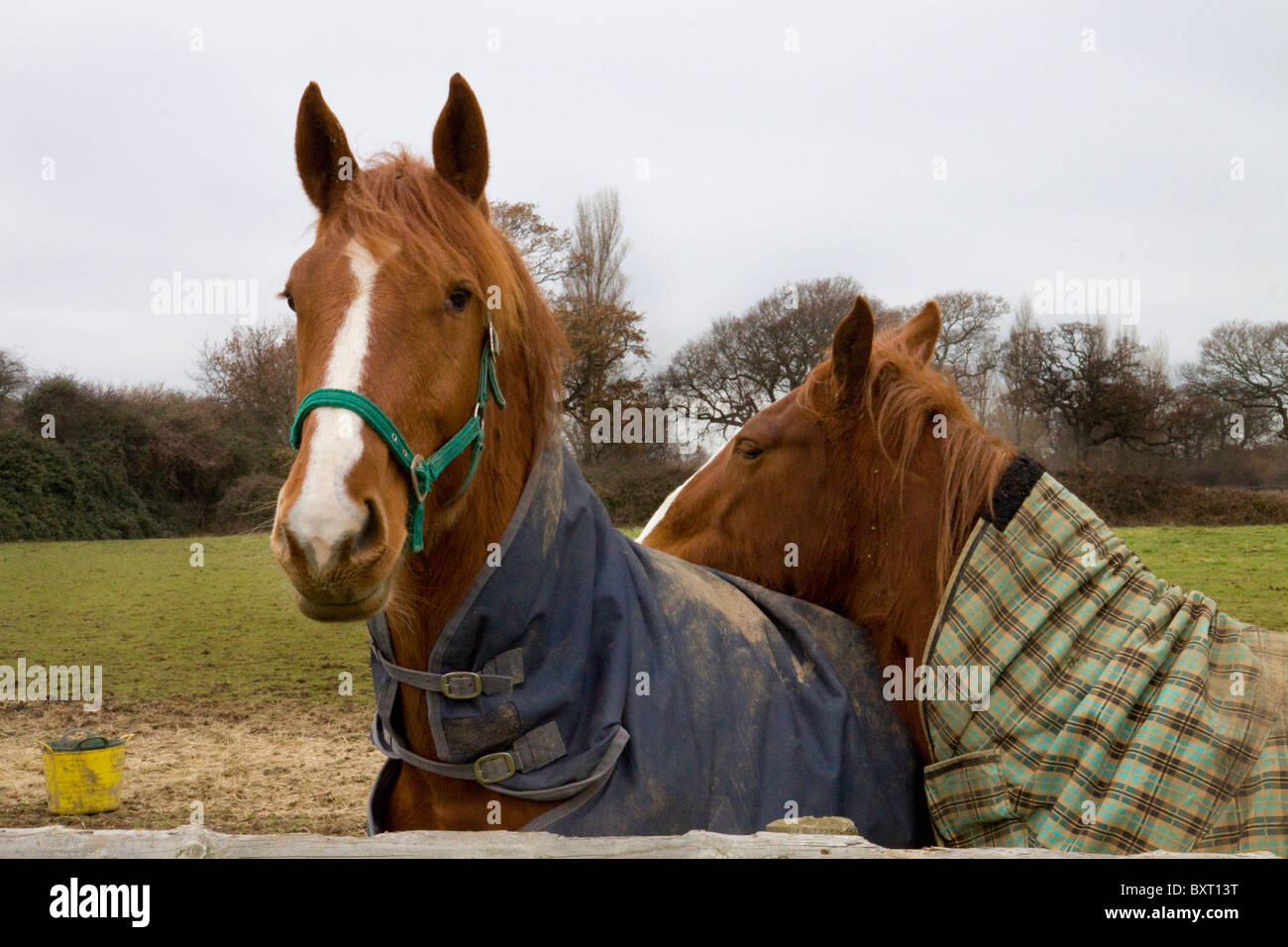 Playful horses hi-res stock photography and images - Alamy