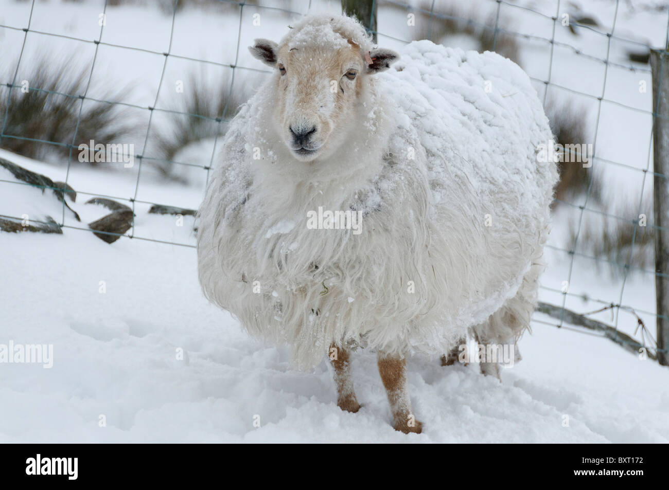 A snow covered sheep Stock Photo - Alamy