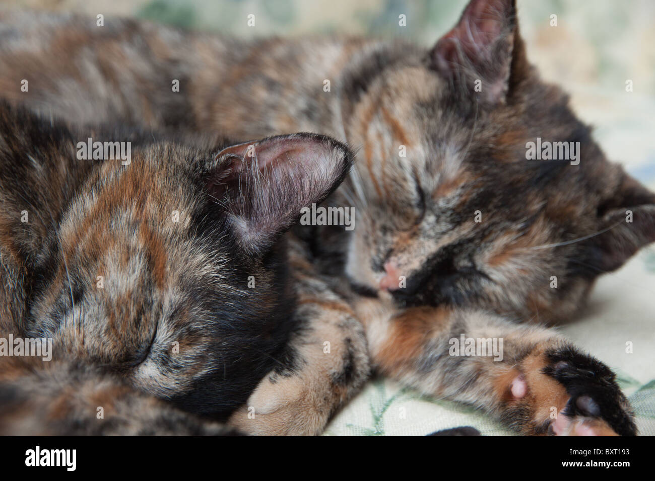 Pair of tortoiseshell pet kittens Stock Photo - Alamy
