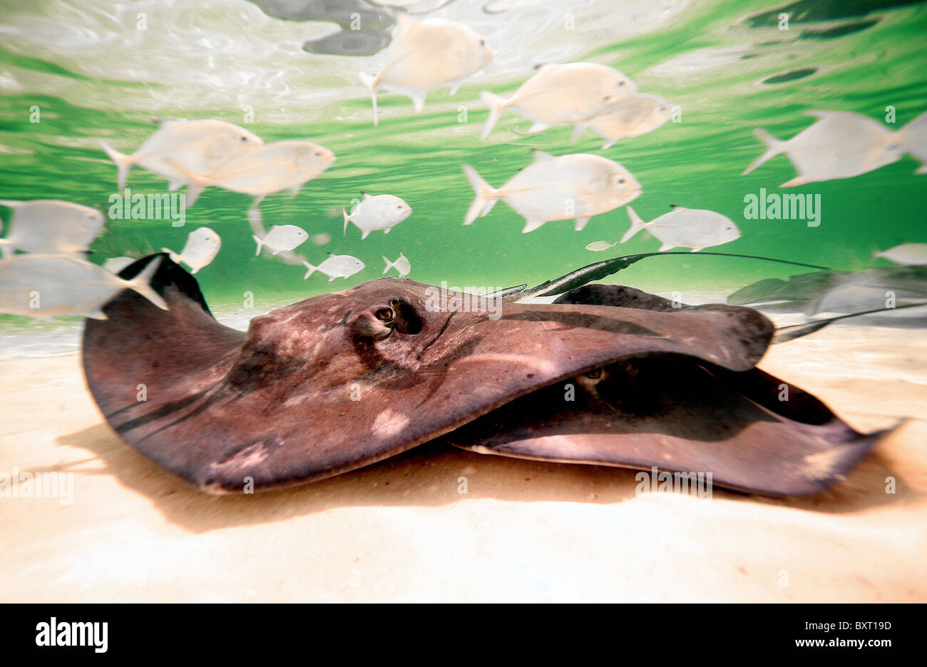 Stingray Attack Steve Irwin