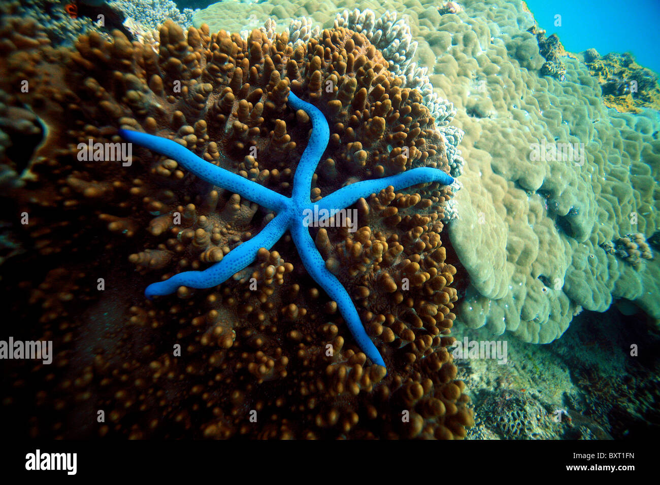 Echinoderms
