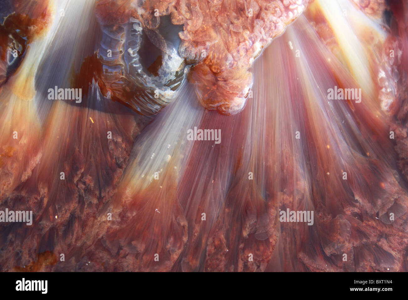 Jellyfish stranded on the beach in Bangor, Northern ireland Stock Photo ...