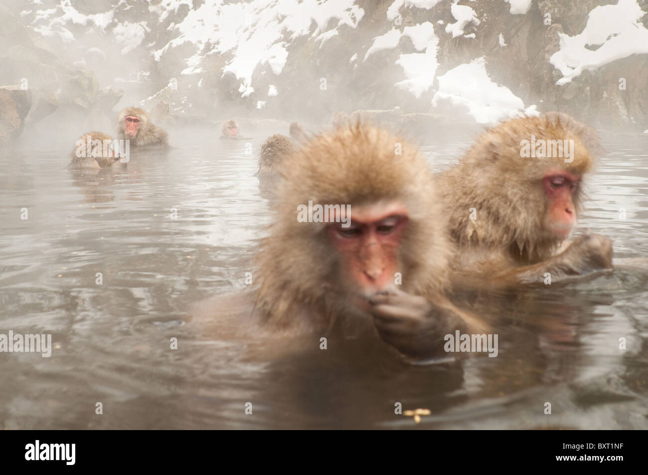 Snow monkey, Jigokudani park, Japan Stock Photo - Alamy