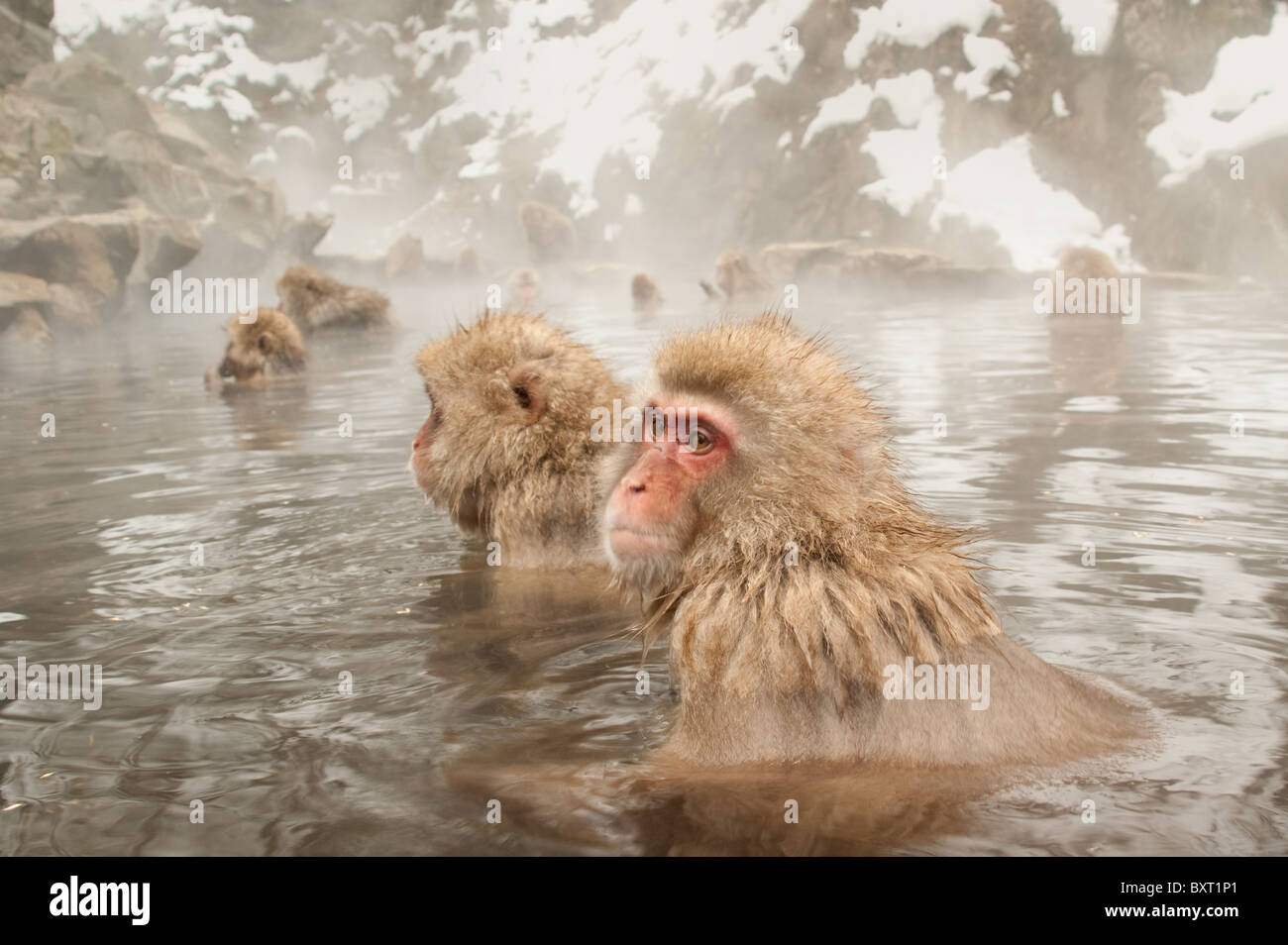 Snow monkey, Jigokudani park, Japan Stock Photo - Alamy