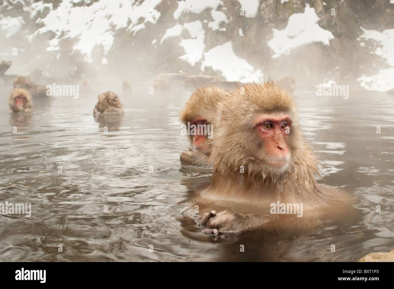 Snow monkey, Jigokudani park, Japan Stock Photo - Alamy