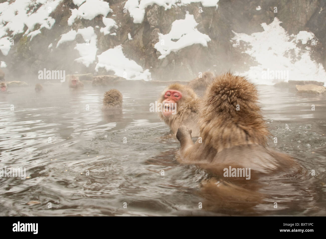 Snow monkey, Jigokudani park, Japan Stock Photo - Alamy