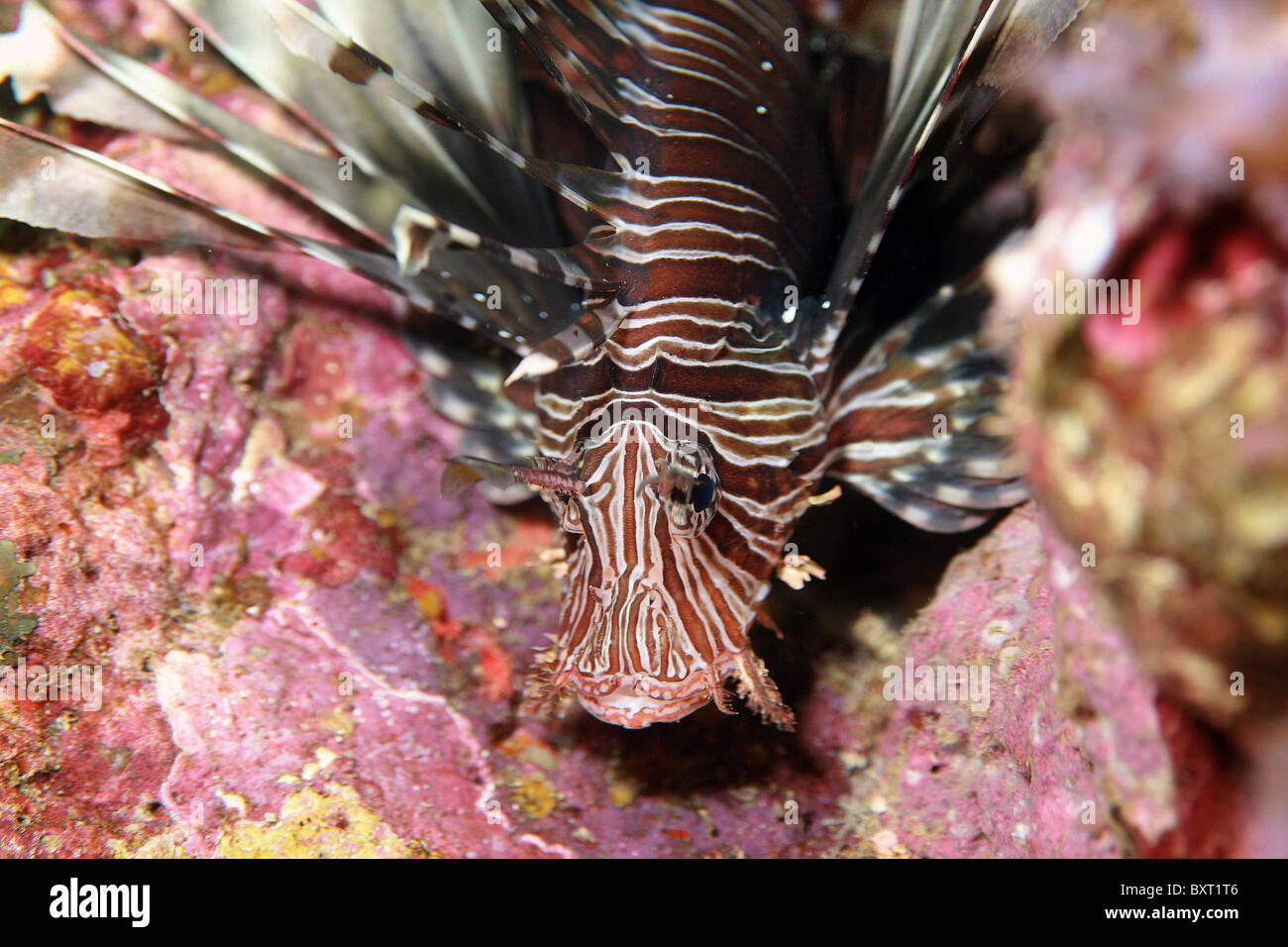 LION FISH Pterios radiata Indian Ocean Stock Photo - Alamy
